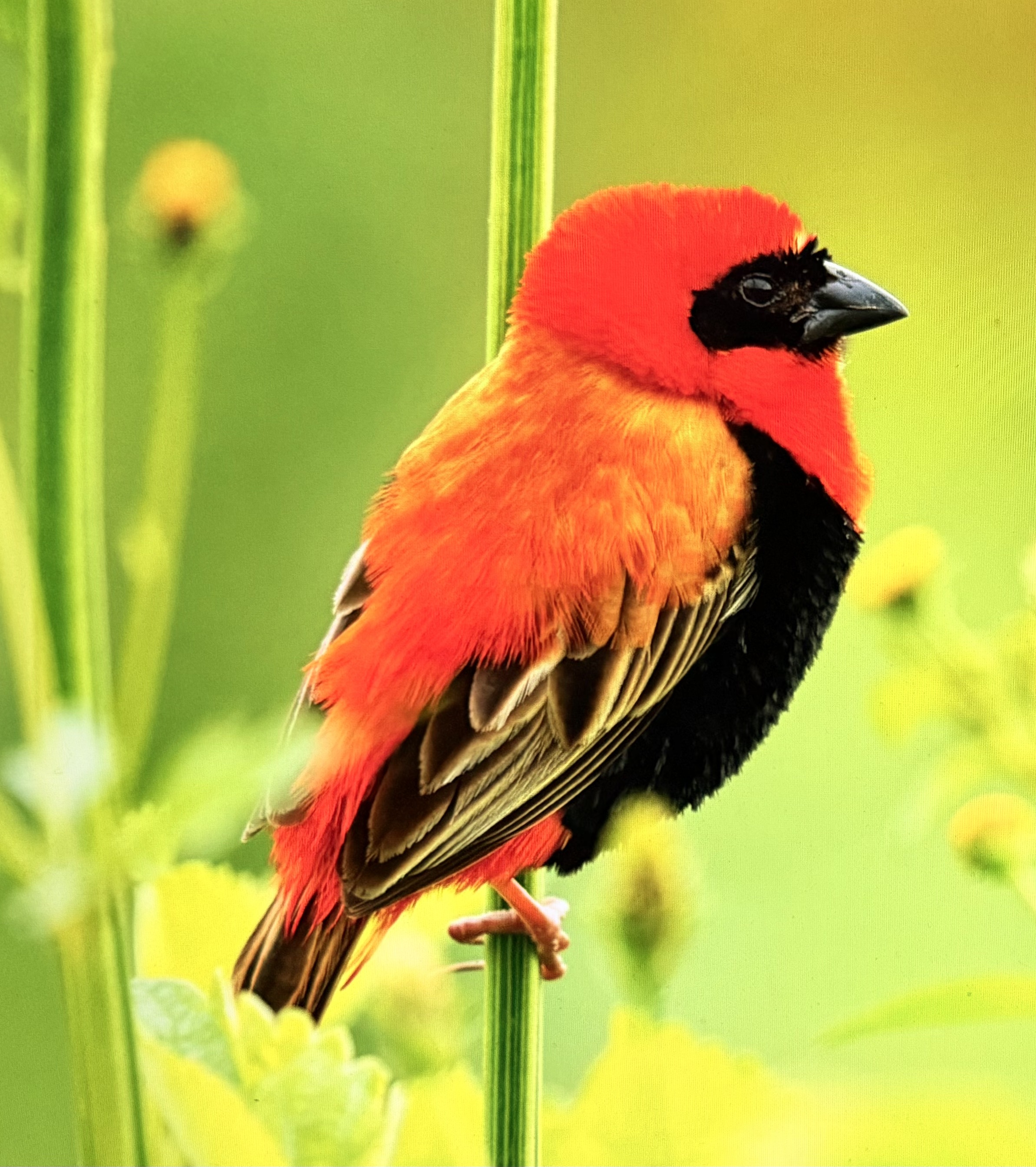 Stacy Marr - Red Bishop bird